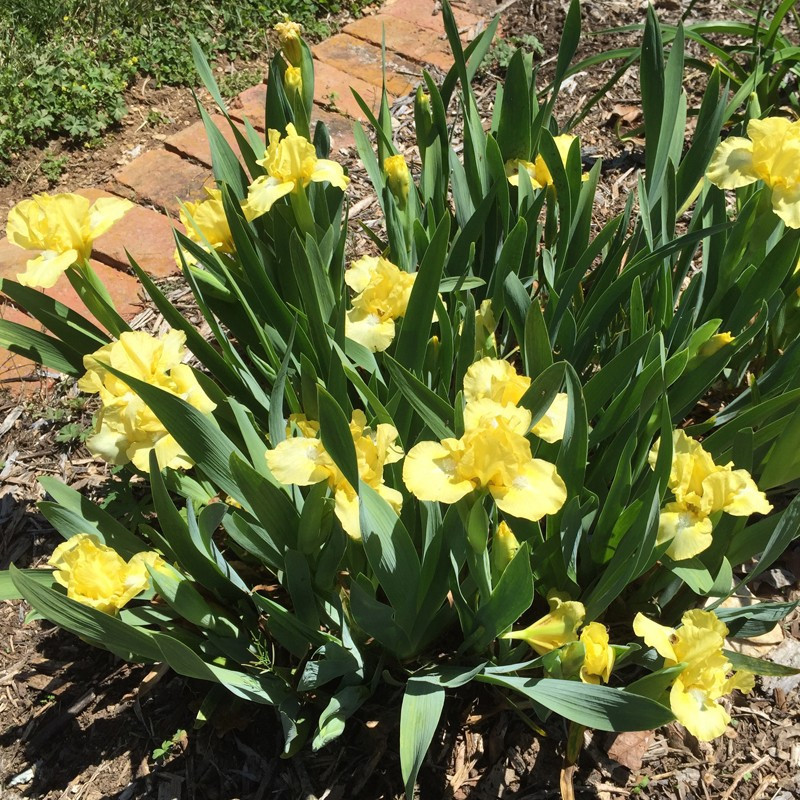 Dwarf Iris Keystone Pagan Moon