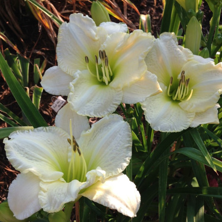 Daylily Lime Frost