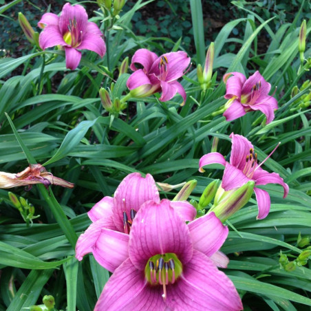 Daylily Little Wart