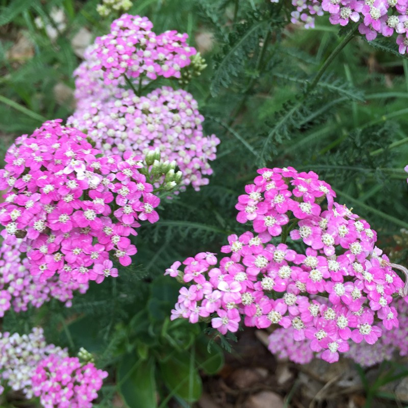 Hot Pink Yarrow