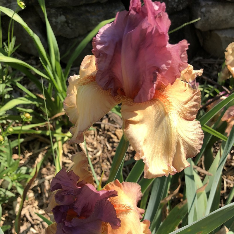TB Iris Bold Expression