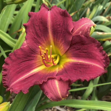 Daylily Raspberry Pixie